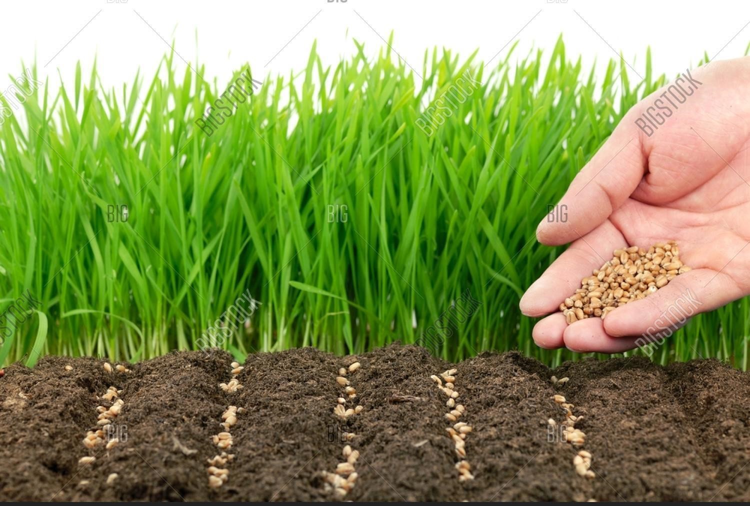 Tags #Wheatsowing #Indianwheat #Rabiwheatsowing #PunjabIndia # ...